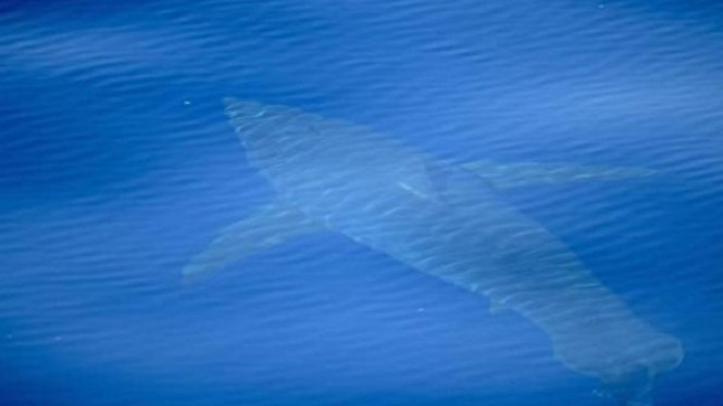 Mengerikan, Hiu Putih Raksasa Terlihat di Lepas Pantai