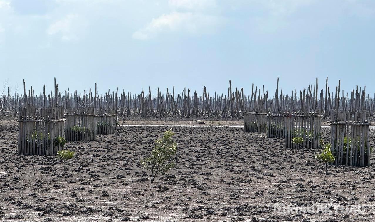 Abrasi Laut 'Telan' Ribuan Hektar Kebun Kelapa di Inhil, M4CR Siapkan ...